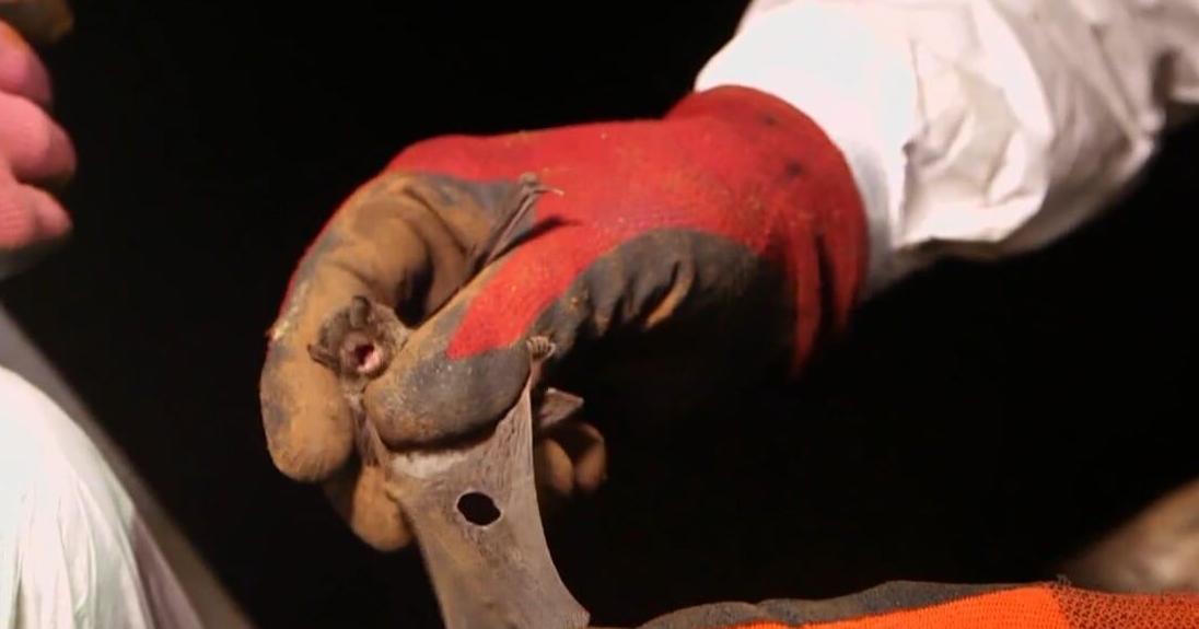 Bat with rabies found in Fenton area | Health | abc12.com