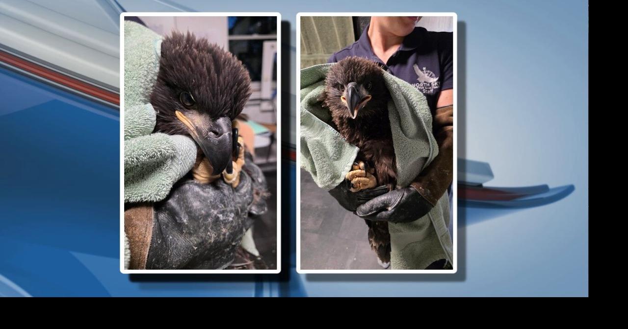 Eaglet 'Snow' recovering after nest fall near Traverse City | News ...