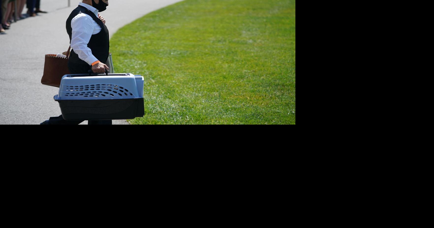 As presidential cat, Willow Biden has privileges | | abc12.com