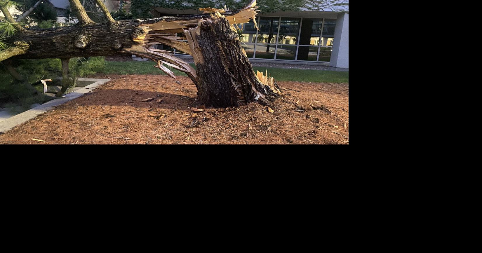 Flint mayor proposes $324,000 program to deal with dangerous trees ...