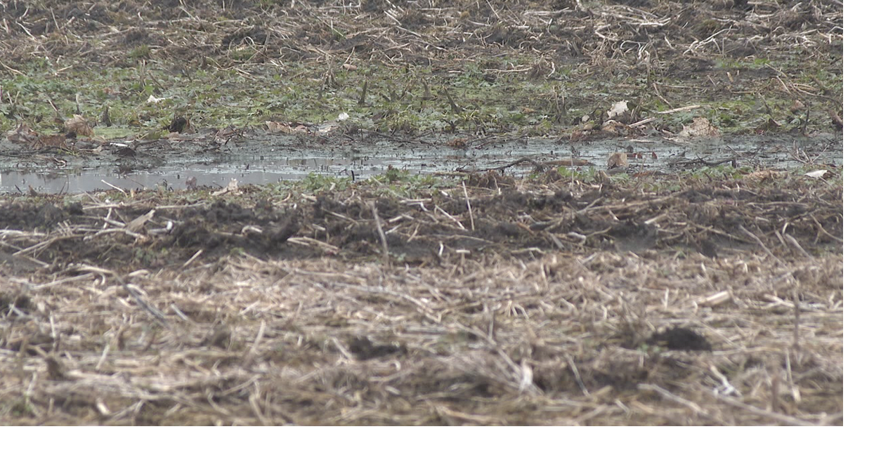 Cold weather putting farmers in a pinch | Top Stories | abc12.com
