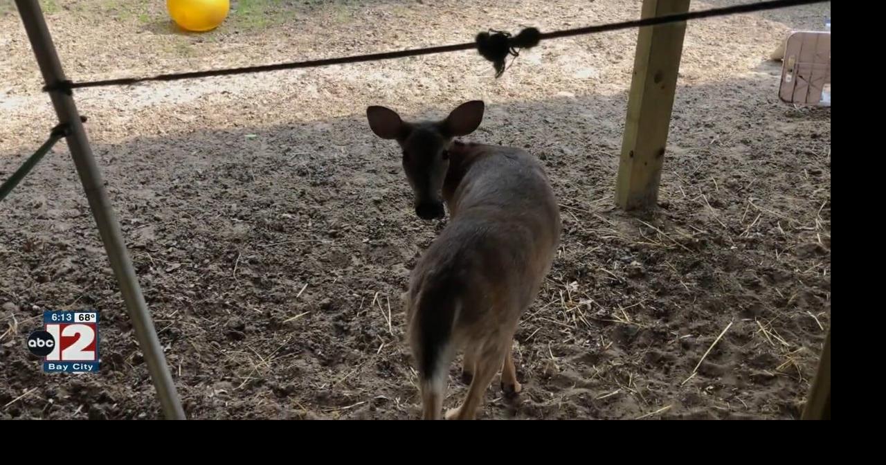 Embattled deer remains at Saginaw County retreat center | Local | abc12.com