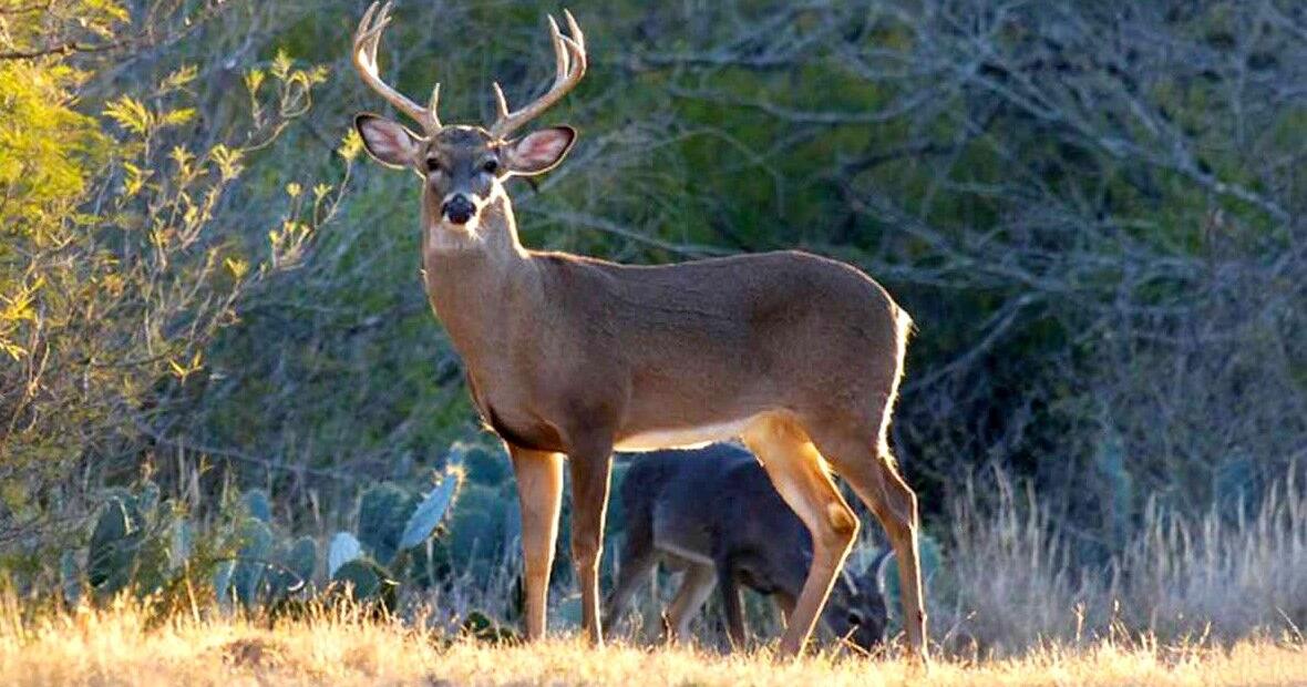 Two state Republicans issue legislation to change deer baiting ban ...