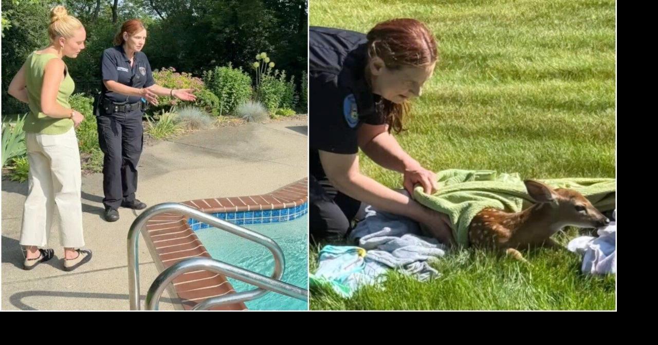 Bloomfield Township officer saves fawn drowning in residential pool ...