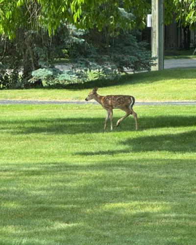 Bloomfield Township officer saves fawn drowning in residential pool ...