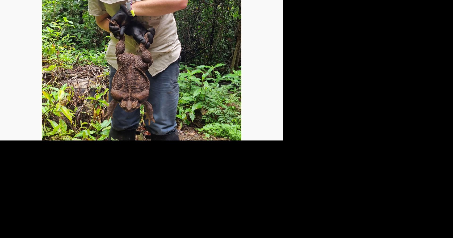 Toadzilla, a giant cane toad found in Australia, may be a record ...