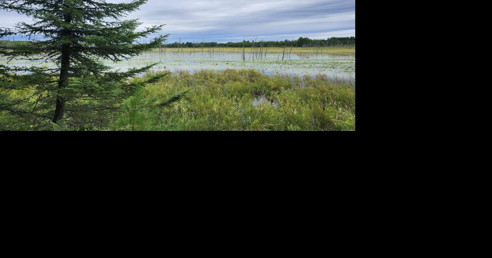 Little Forks Conservancy in Clare County | | abc12.com