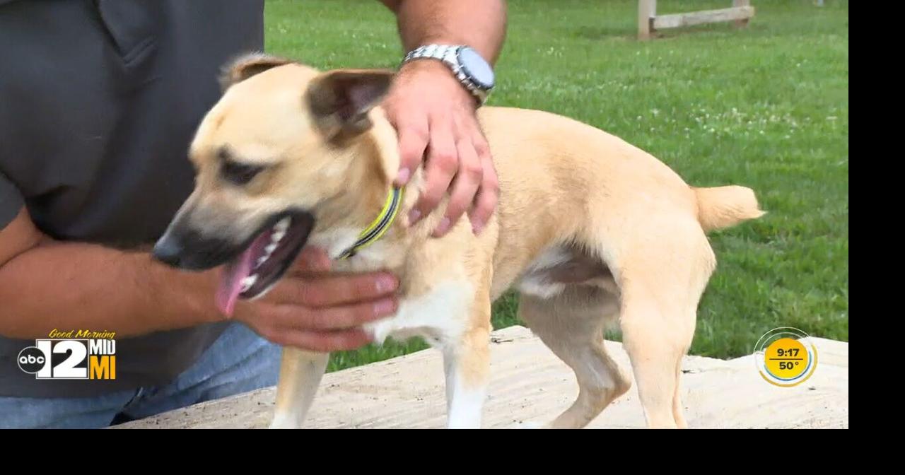 Tick safety important for pets as spring weather arrives | Good Morning ...