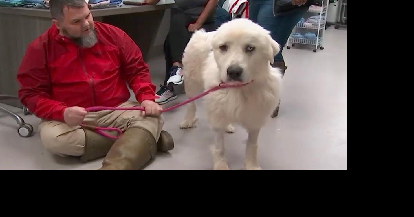 Great Pyrenees who fended off pack of coyotes in Georgia nominated for ...