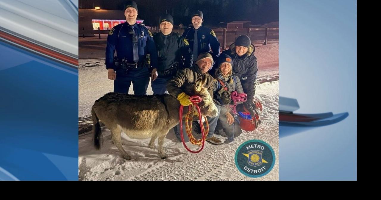 Michigan State Police find miniature donkey running loose in Holly ...