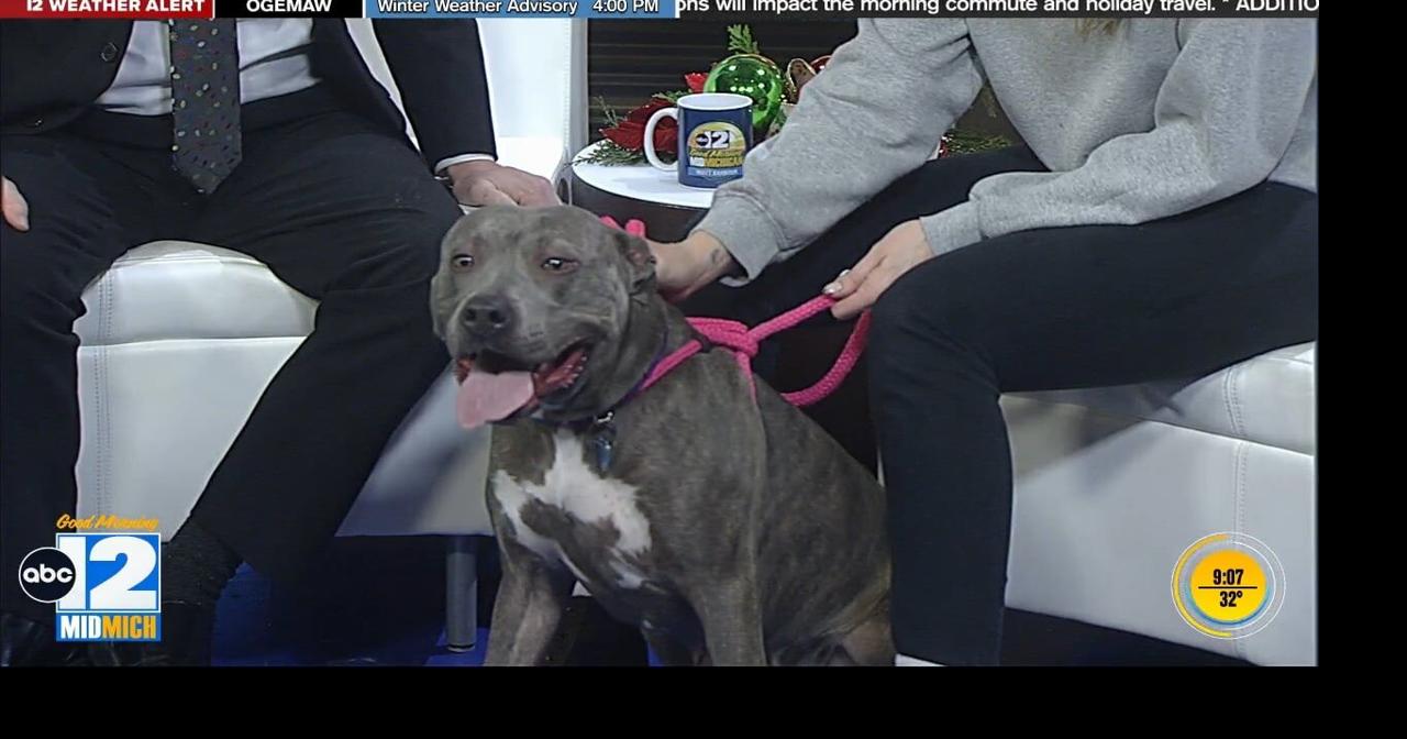 Fuzzy Fridays: Meet Chelsea | Good Morning Mid-Michigan | abc12.com