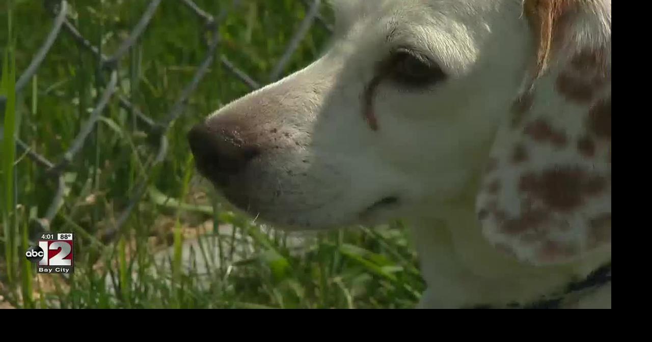 The Empty the Shelters event returns starting Oct. 1 | News | abc12.com