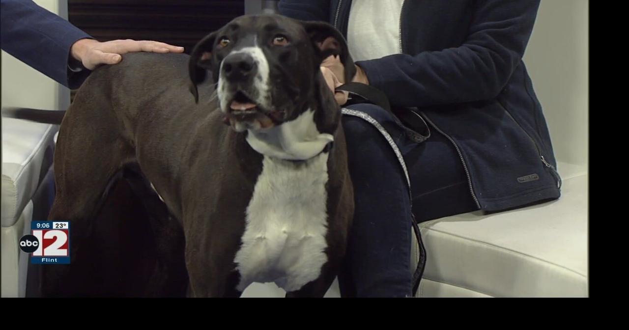 Furry Friday: Duke is looking for a forever home at Adopt-A-Pet in ...