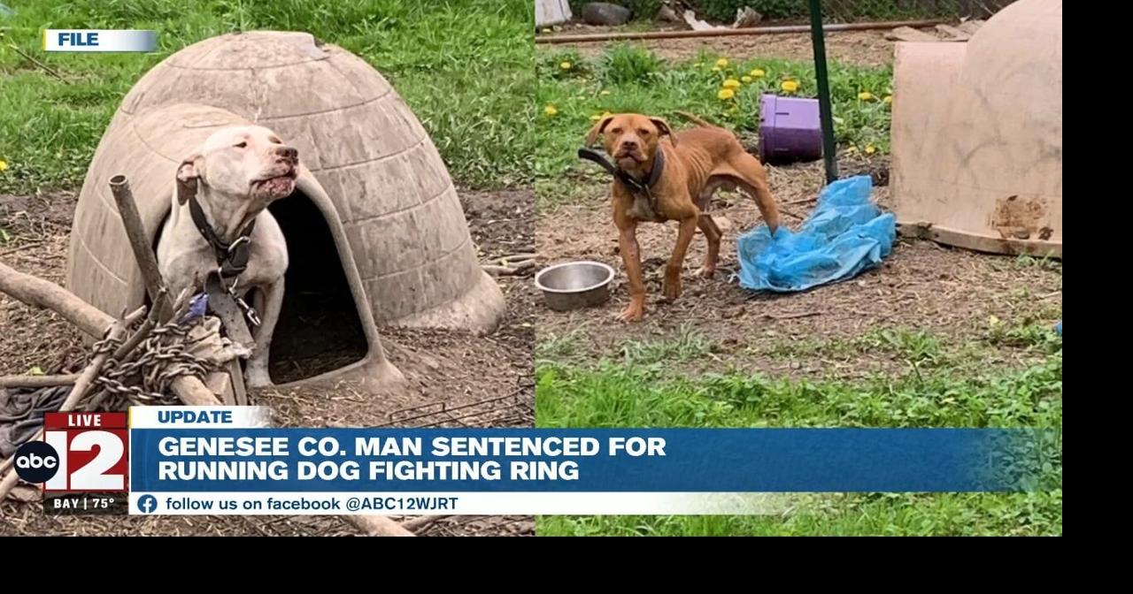 Flint man sentenced for running dog-fighting ring | Video | abc12.com