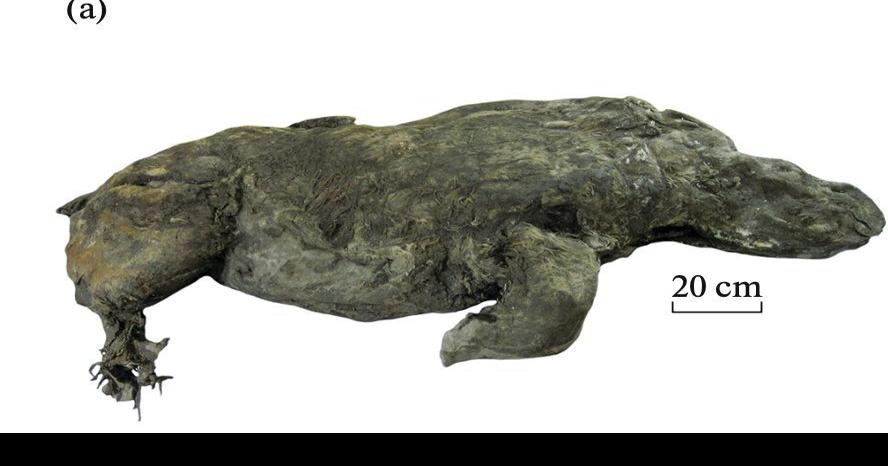 Woolly rhino found preserved in Russian permafrost after 32,000 years ...