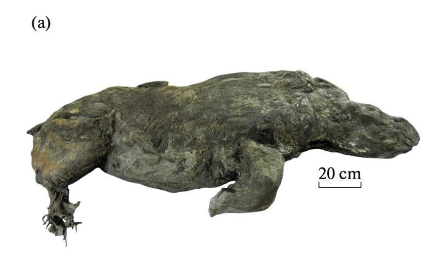 extinct animals found preserved