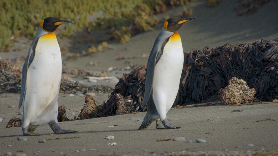 Meet the adorable penguins living across Patagonia | | abc12.com
