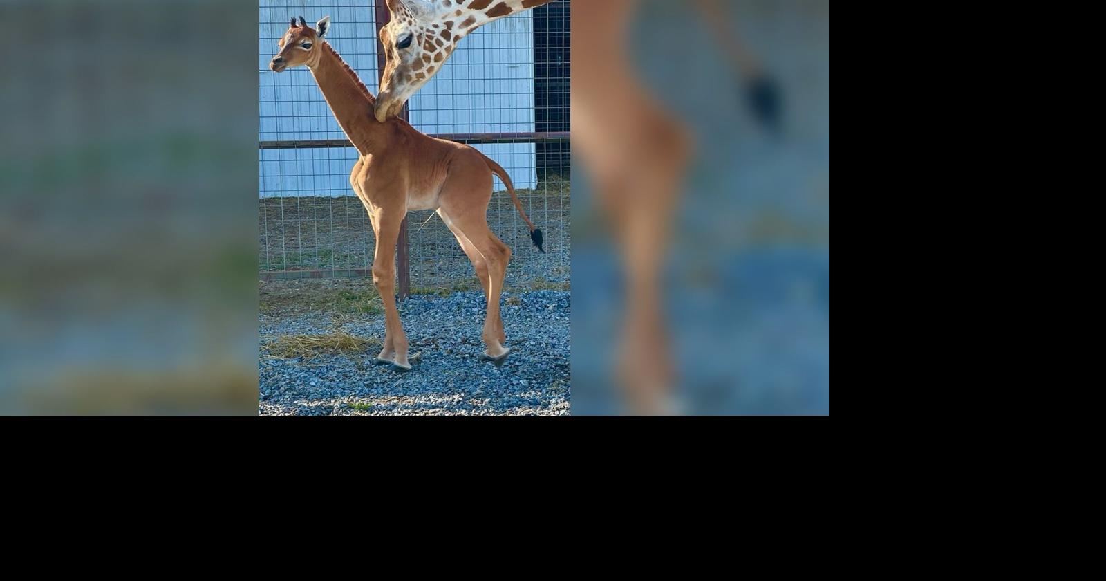 A rare baby giraffe was born without spots, a Tennessee zoo says ...