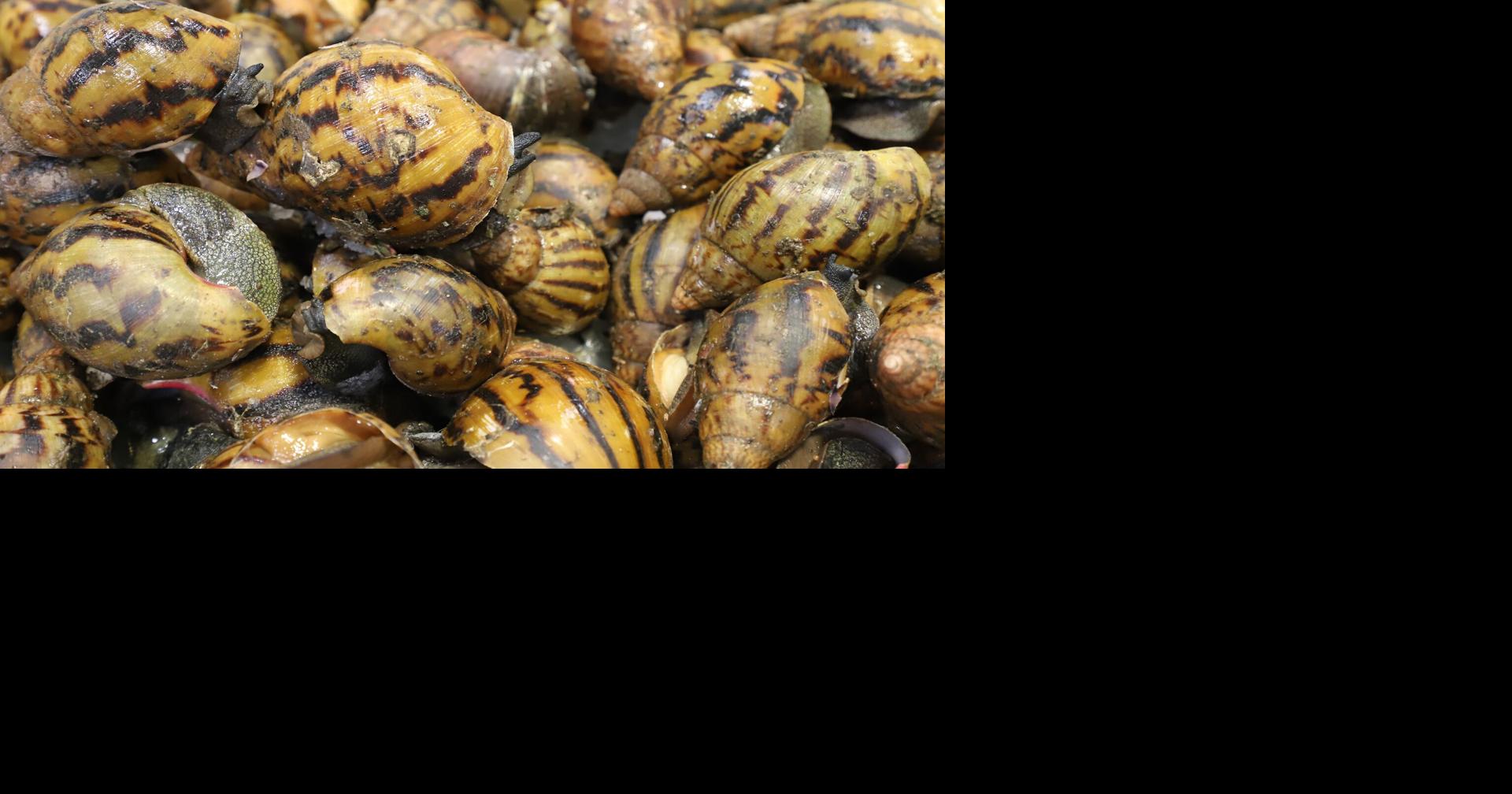 U.S. Customs agents seize 90 invasive snails at Detroit airport | Local ...