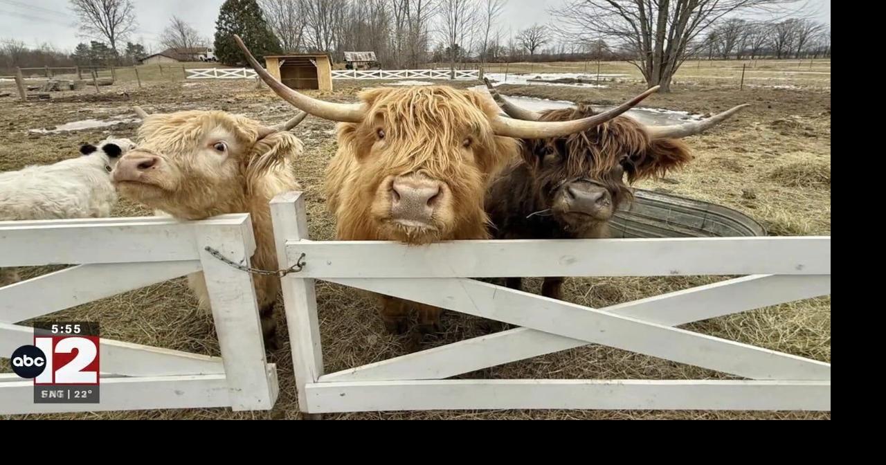 Cows at Gaines Township farm want to munch on Christmas trees | Local ...