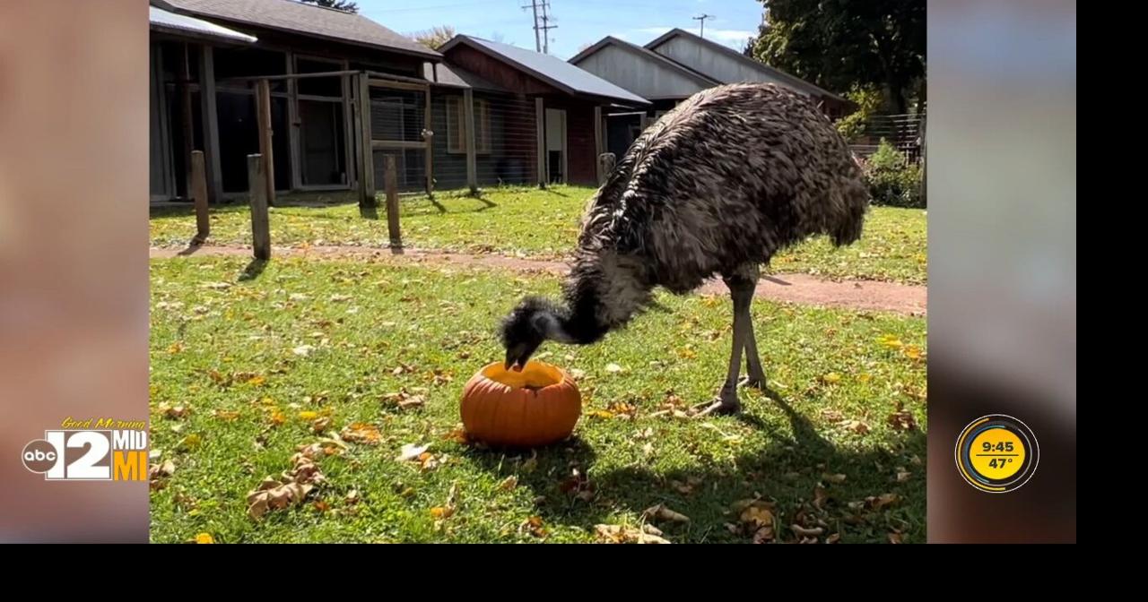Saginaw Children's Zoo hosting annual Zoo Boo events | Good Morning Mid ...