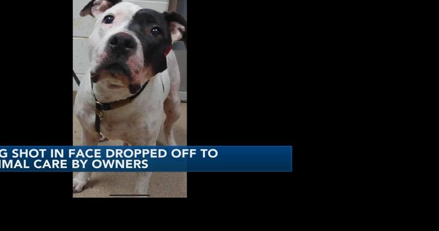 Owners drop off dog with gunshot wound to face at Saginaw animal ...