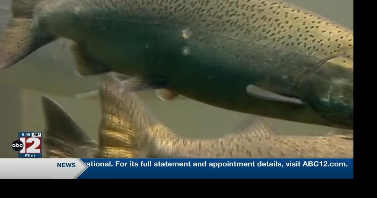 Michigan DNR stocks 9 million fish in state waters | State | abc12.com