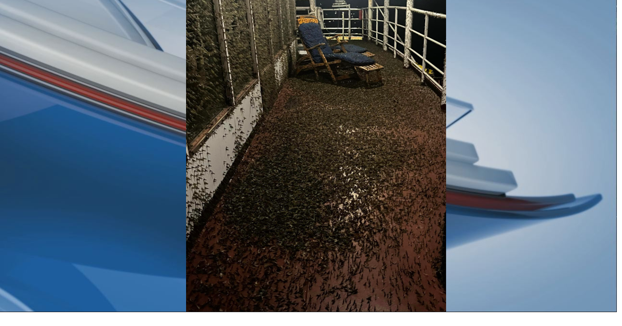 Pictures show freighter covered in mayflies in Toledo | News | abc12.com