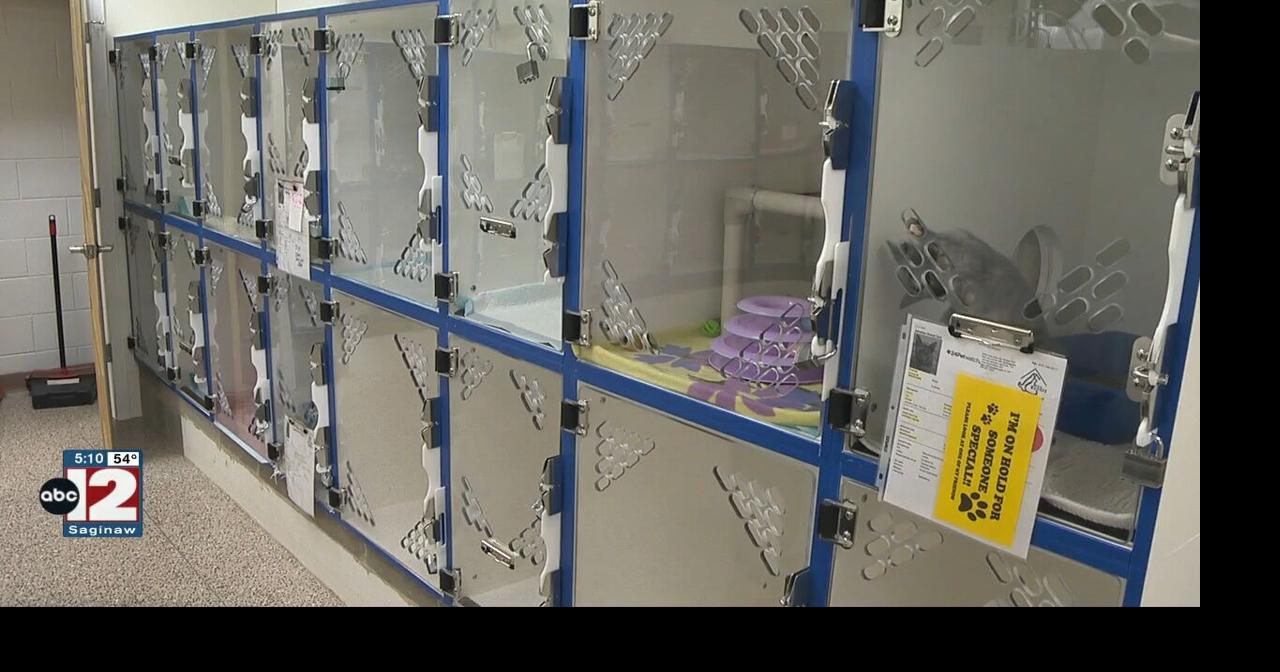 Humane Society of Genesee County finishes new cat room | Local | abc12.com