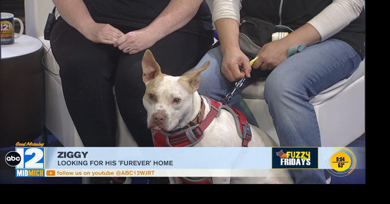 Fuzzy Fridays: Meet Ziggy! | Good Morning Mid-Michigan | abc12.com