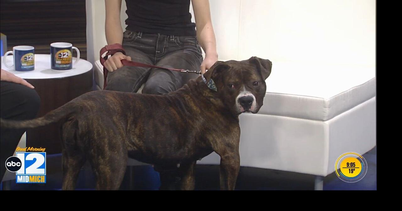 Fuzzy Fridays: Honeycomb | Video | abc12.com