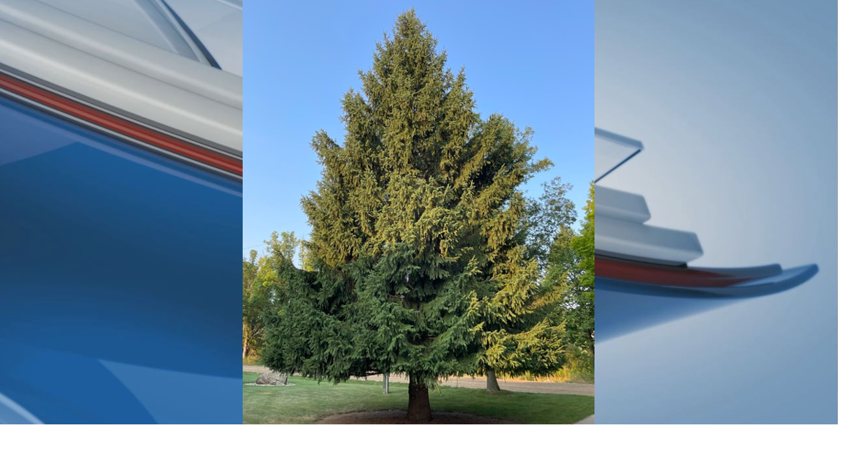 Search begins for Michigan's 2025 state Christmas tree | State | abc12.com
