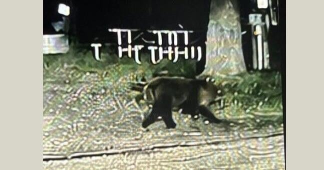 Police urge caution after a bear cub was spotted in Chesaning | Local ...