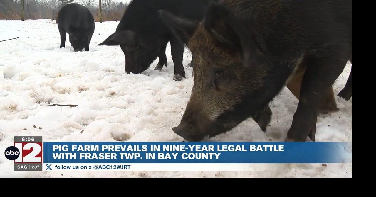 Pig farmer wins long legal battle in Bay County | Video | abc12.com