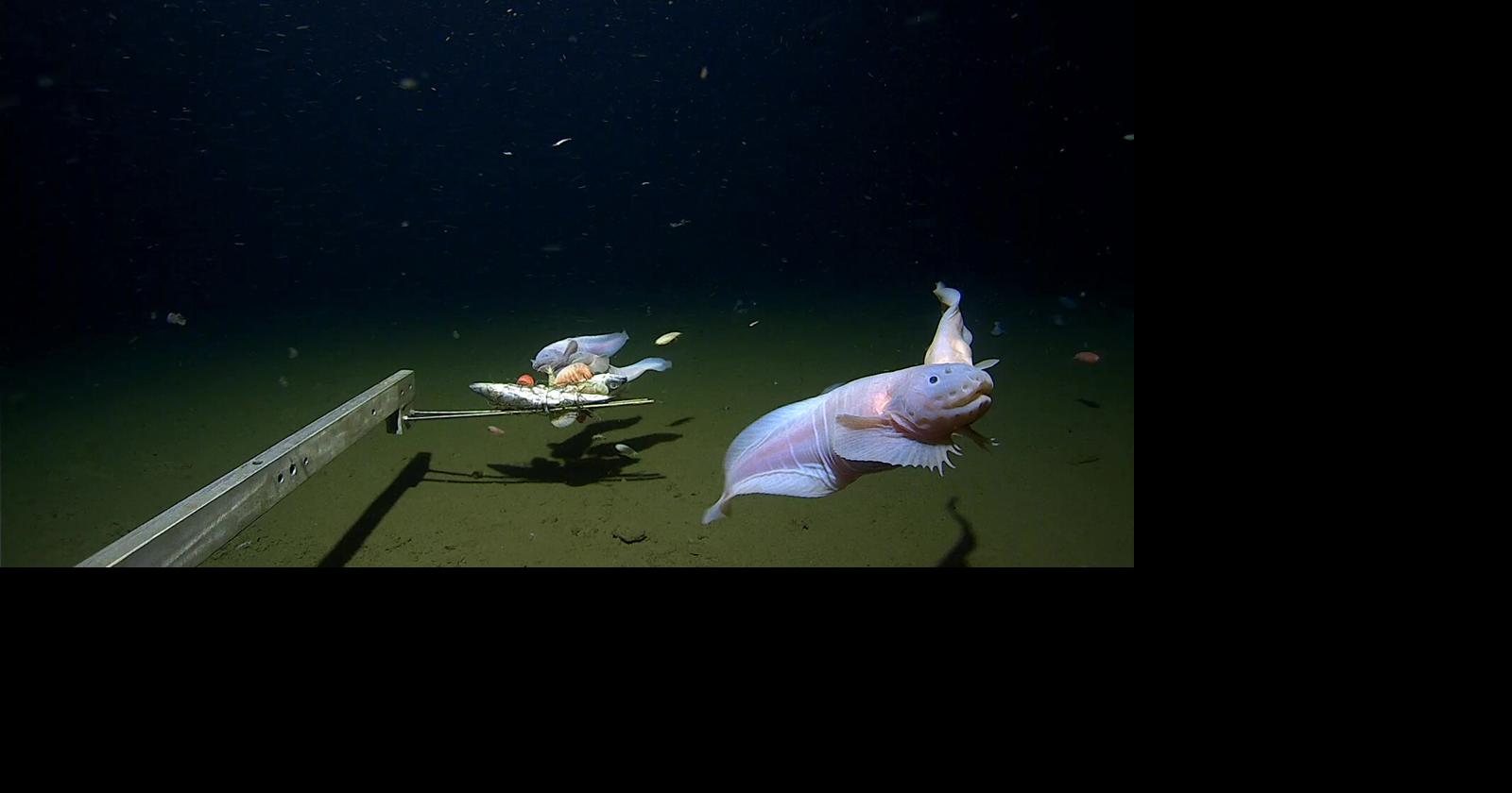 Scientists film deepest ever fish on seabed off Japan | News | abc12.com