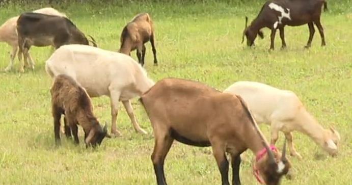 Goats and sheep are eating invasive plants in Genesee County | Local ...