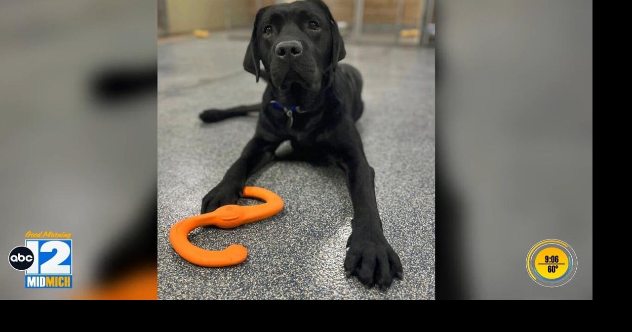 Meet Hercules, canine advocate for Voices for Children Advocacy Center ...