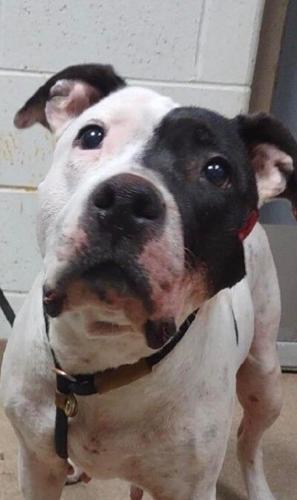 Owners drop off dog with gunshot wound to face at Saginaw animal ...