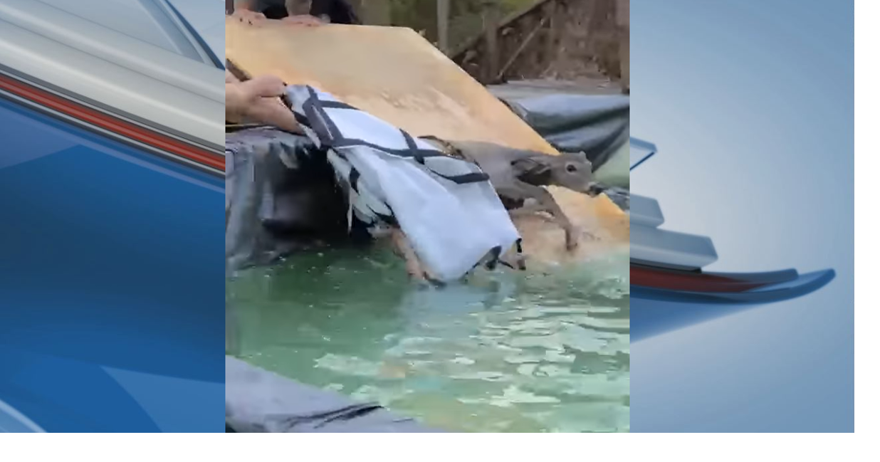 Firefighters rescue a deer trapped in a swimming pool on Monday | State ...
