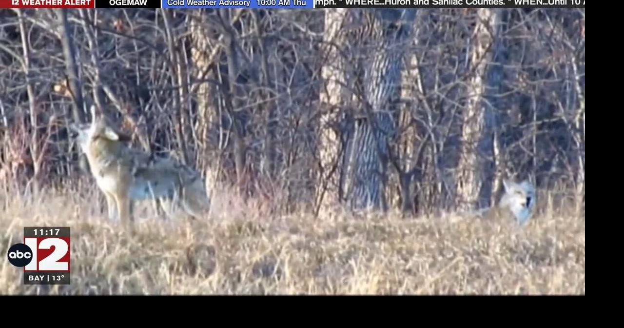 Michigan approves year-round coyote hunting and trapping again | Video ...