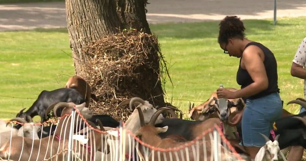 Genesee County Land Bank hosts Meet the Goats celebration | Community ...