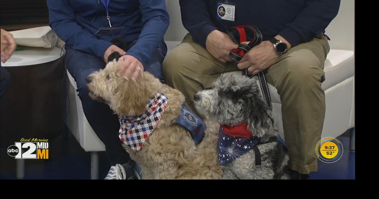 Fuzzy Friday: Cardinal Comfort Dogs relieve stress | Good Morning Mid ...