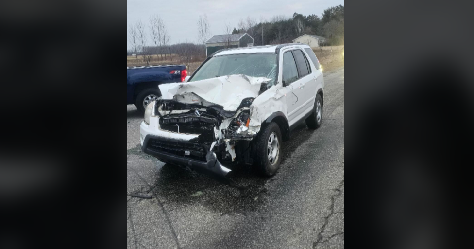 Cow euthanized, 88-year-old not hurt after Bay County crash | Local ...