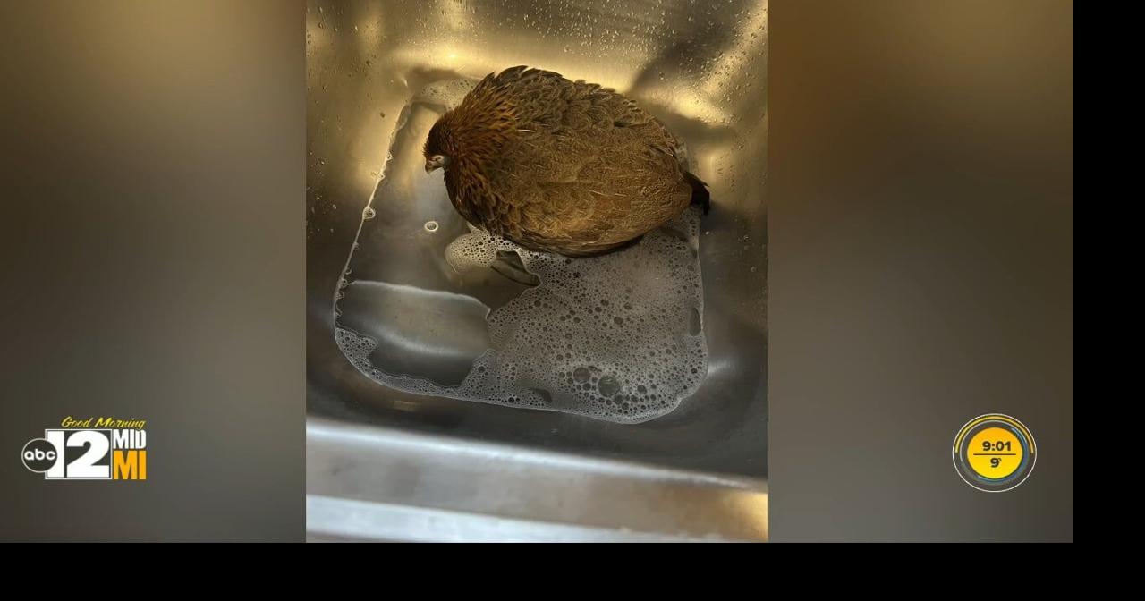 Producer Jaryd nursing injured chicken back to health | Good Morning ...