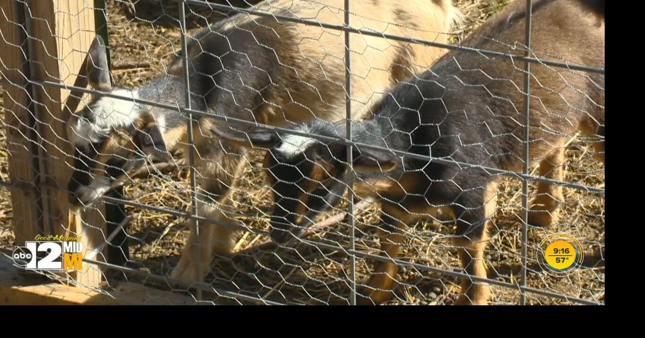 Flushing Farms offers lots of fall family fun | Good Morning Mid ...