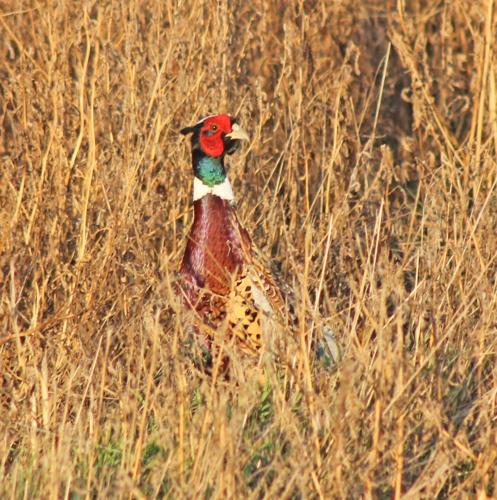 Conserving a county tradition Pheasant hunting | News | abilene-rc.com