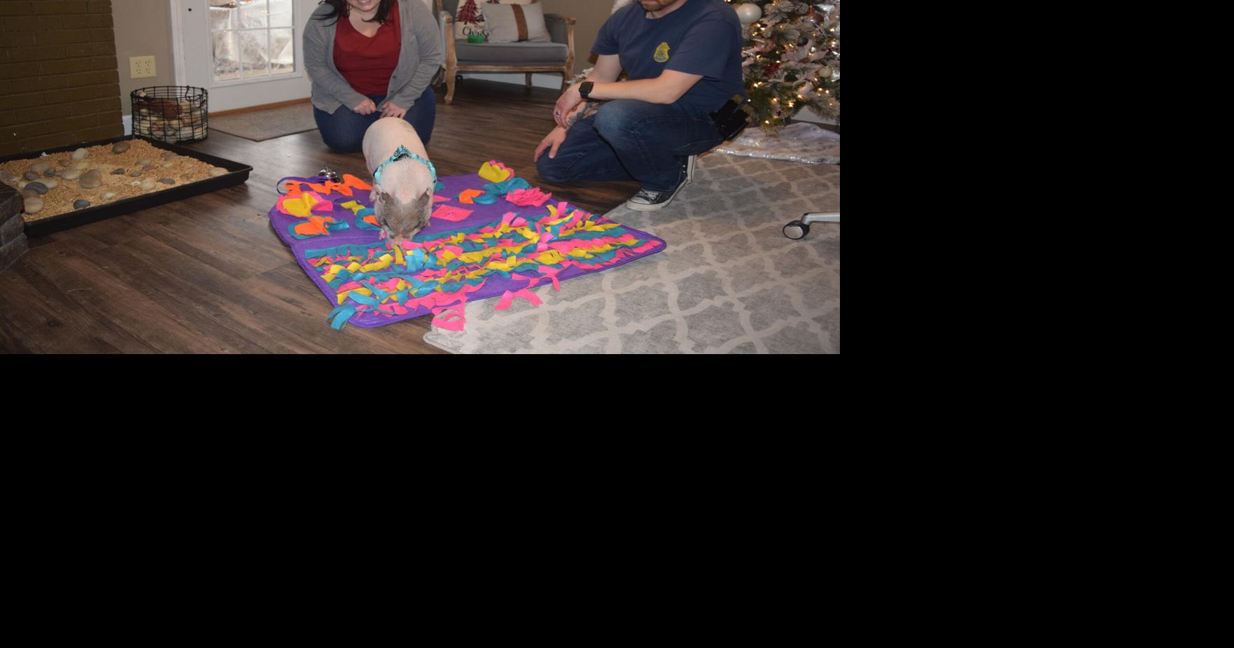 This little piggy is in training: Abilene couple trains mini pig to be ...