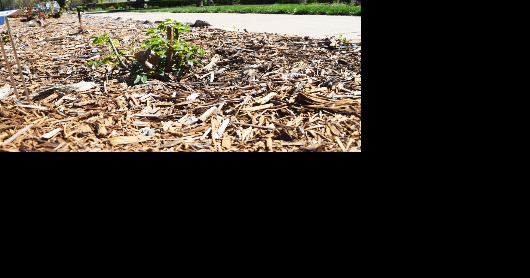 Keep an eye on roses for mite-borne disease | News | abilene-rc.com