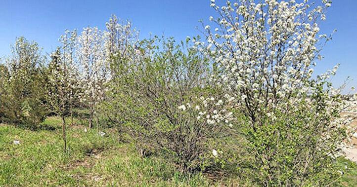 Once-popular tree now considered invasive | News | abilene-rc.com