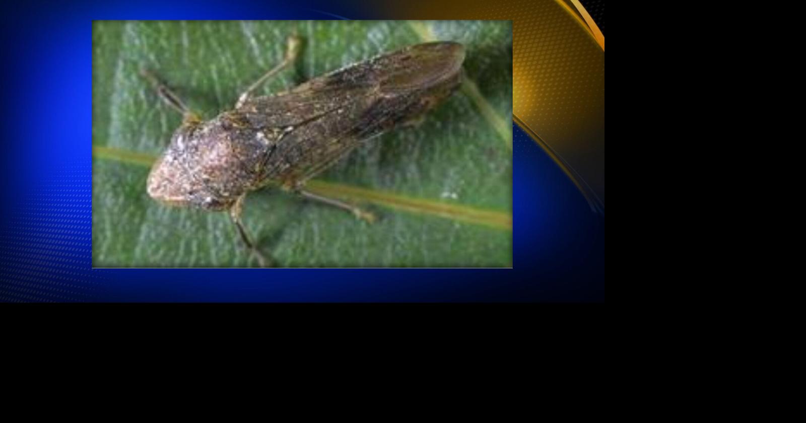 Butte County Agricultural Commissioner takes preventative measures ...